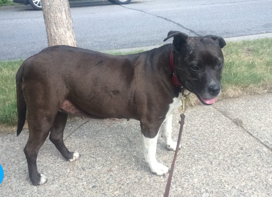 Introducing: Penny | The Imperfect Dog